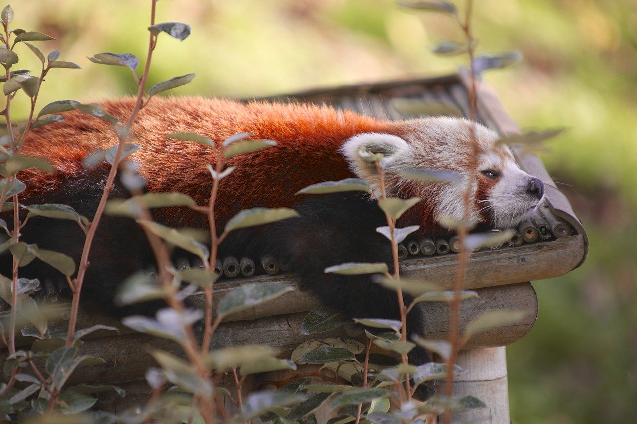 Tout savoir sur le panda roux - Devenir soigneur animalier